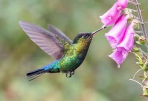 Hummingbirds In Costa Rica - Spots, Species, Facts And More - Copa De Arbol